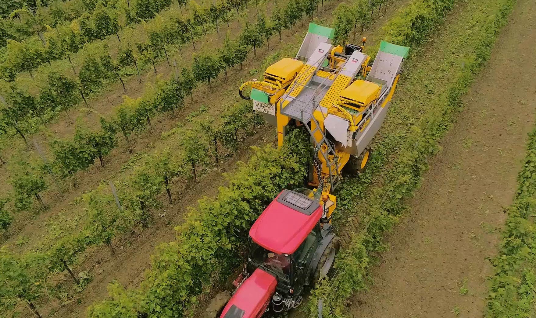 La Vendemmia e l'Arte della Vinificazione - Sika Pali per Vigneto